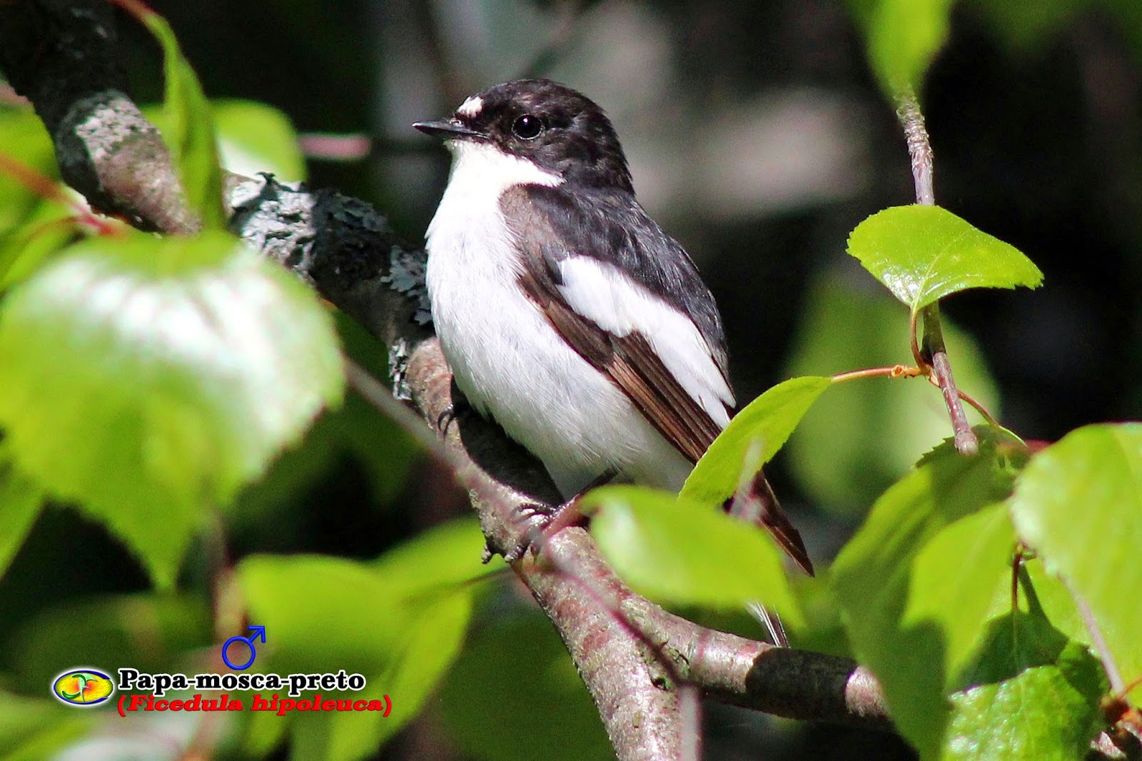 ORNITOLOGIA: Papa-mosca-preto (Ficedula hypoleuca)
